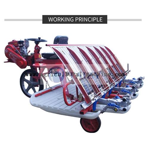 The Main Working Principle Of The Rice Transplanter / Wild Rice Planting