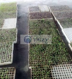 Automatic Tomato Seedling Machine Sold To Morocco