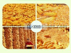 Maize Thresher | Corn Thresher | Corn Sheller 5TYM-650