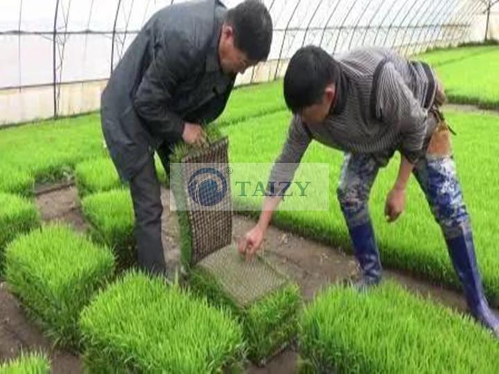 Rice From Planting To Harvest | Growing Process Of Rice