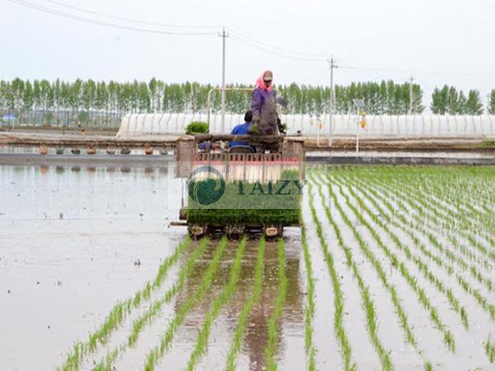 Rice From Planting To Harvest | Growing Process Of Rice