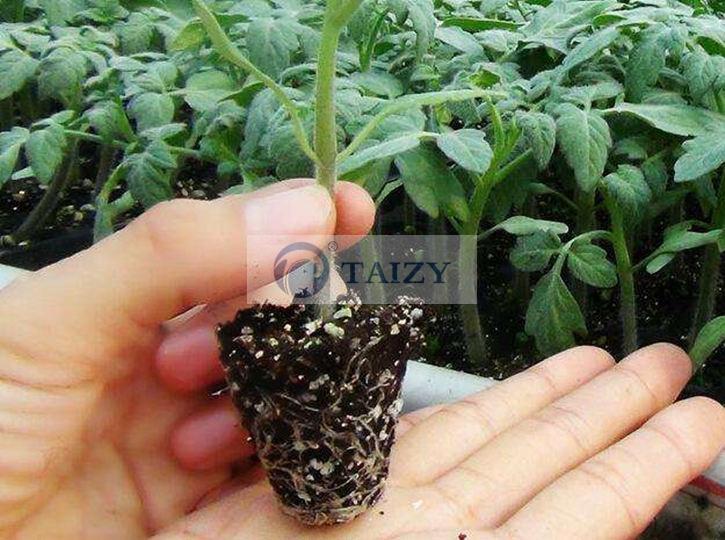 Efficient Plug Seedling Machine With Affordable Price